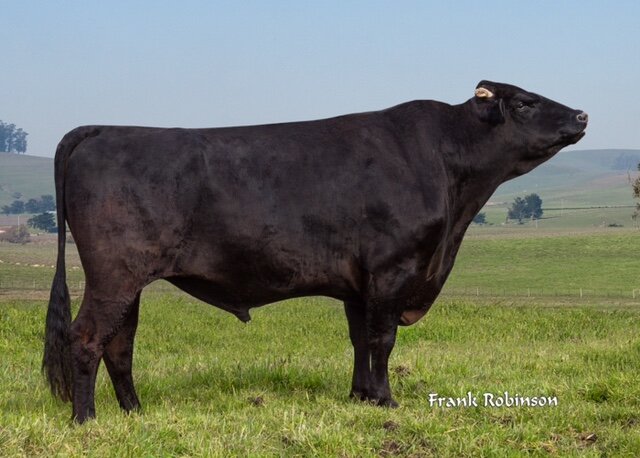 BEEF BULLS — Global Ag Alliance