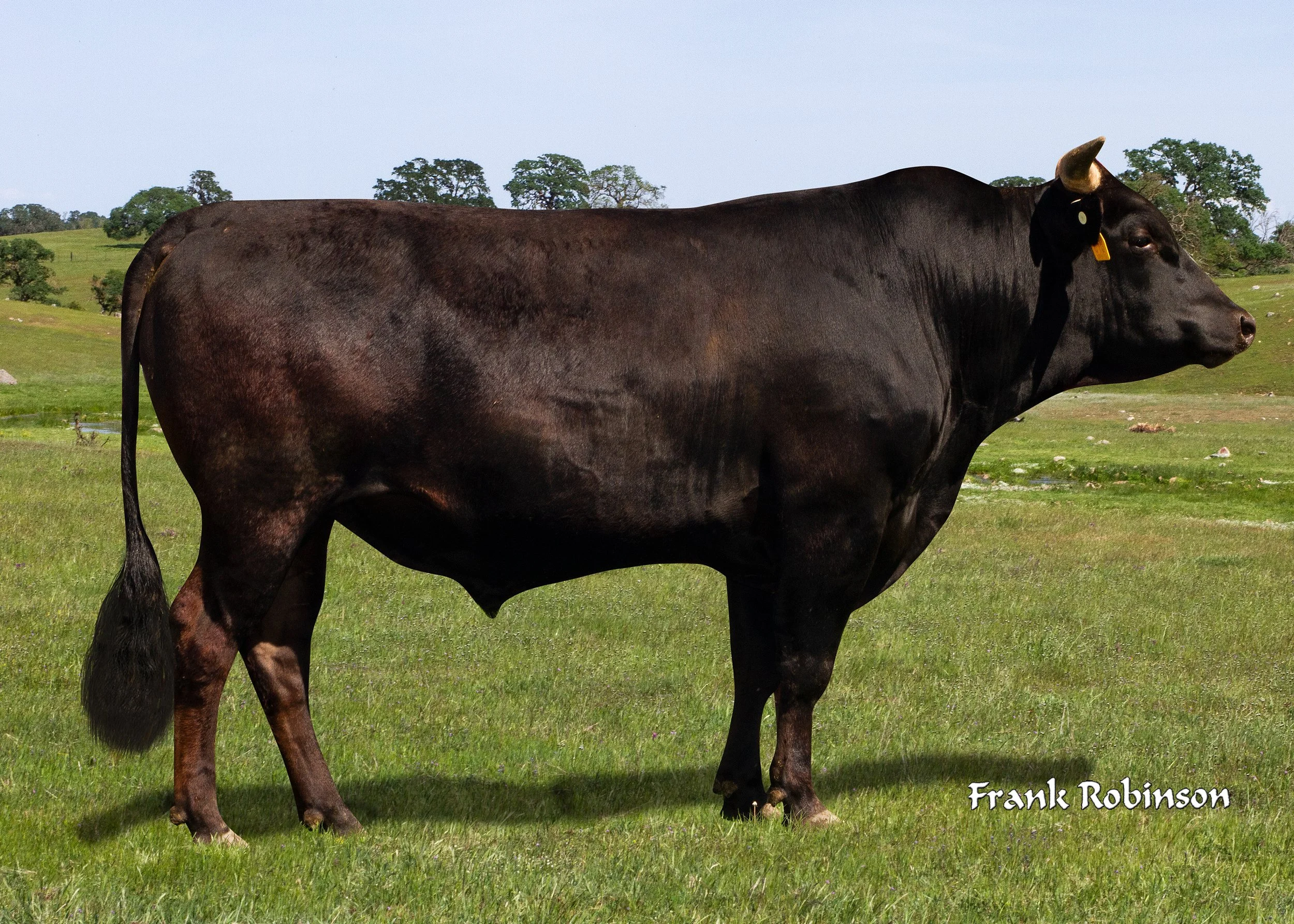 BEEF BULLS — Global Ag Alliance