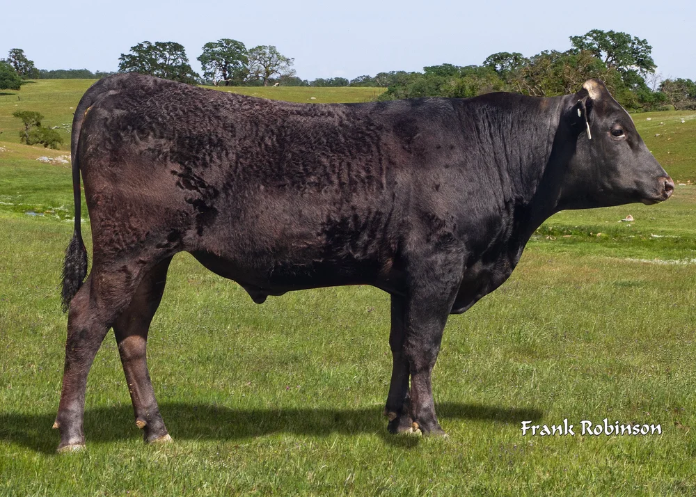 BEEF BULLS — Global Ag Alliance