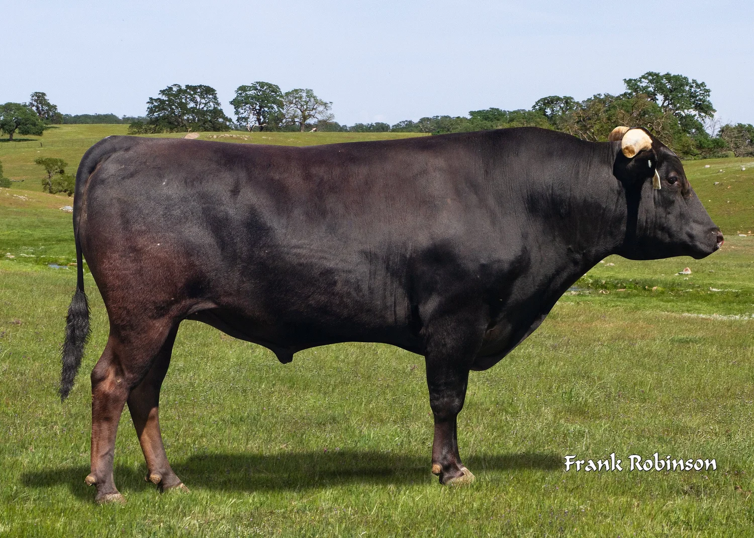 BEEF BULLS — Global Ag Alliance