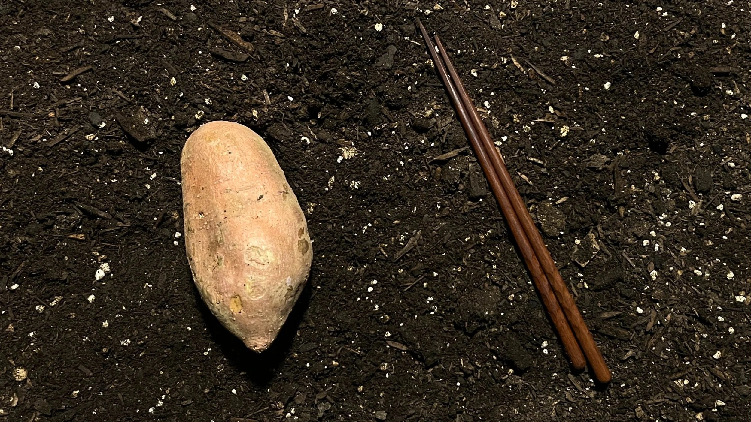 PETE-In the Stead of a Burnt Family Tree, I Stand