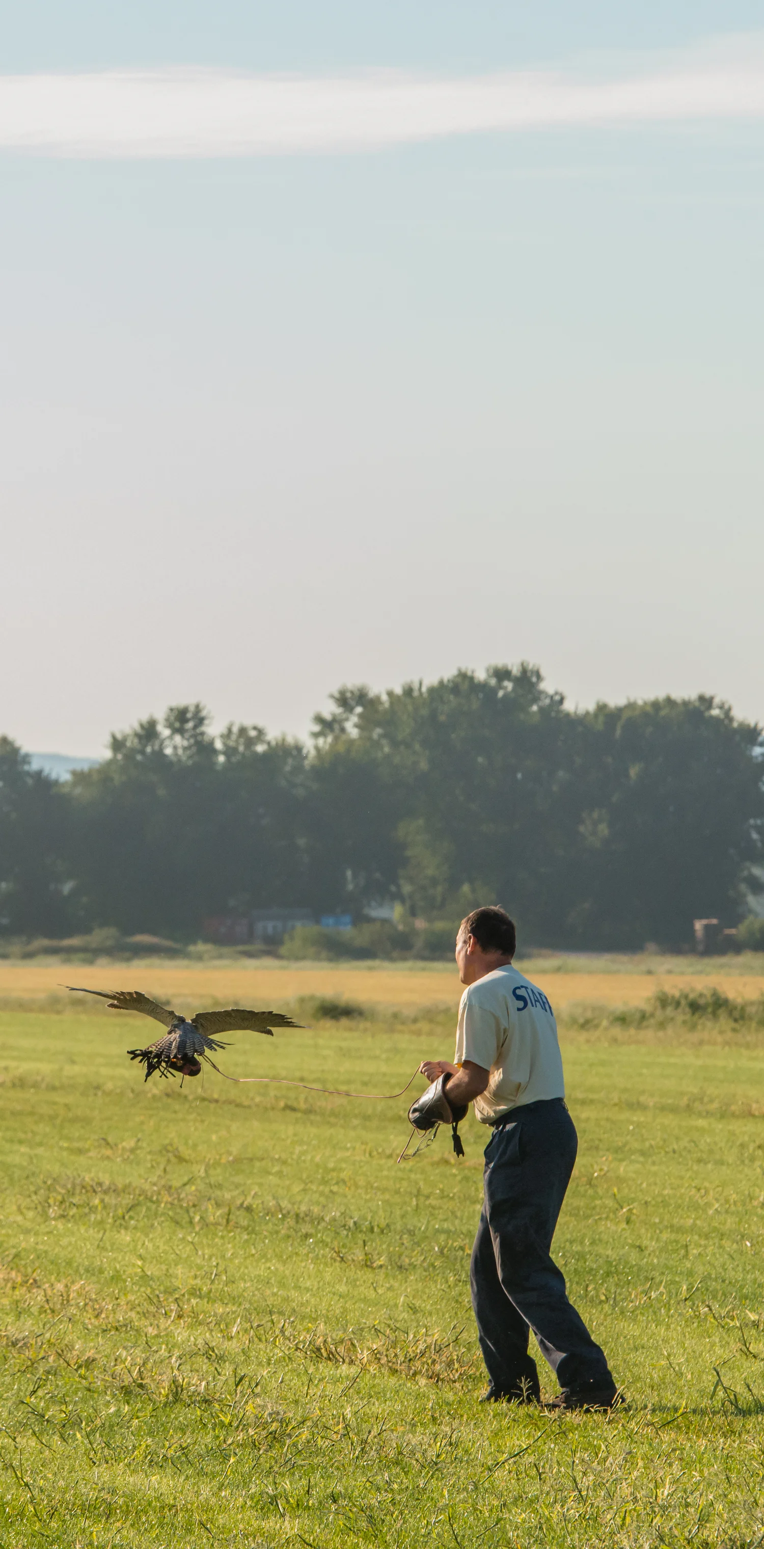 Falconry Excursions