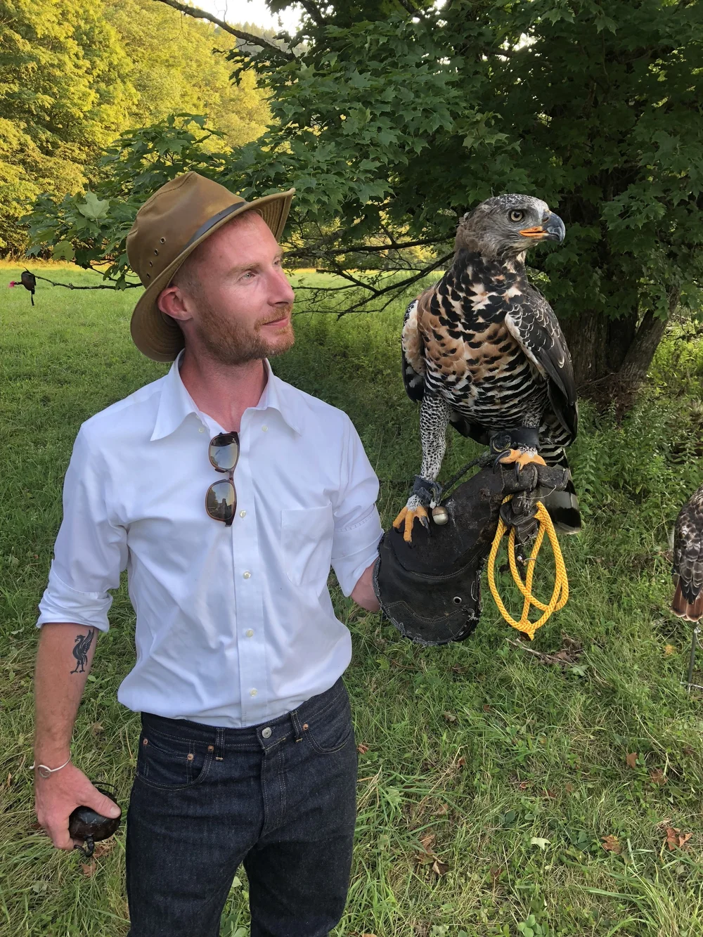 Falconry Harpy Eagle