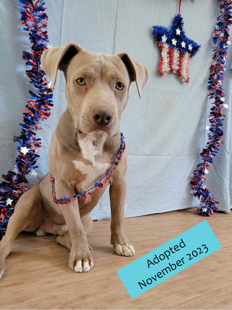 Adoptable Dogs — SOS Dog Rescue