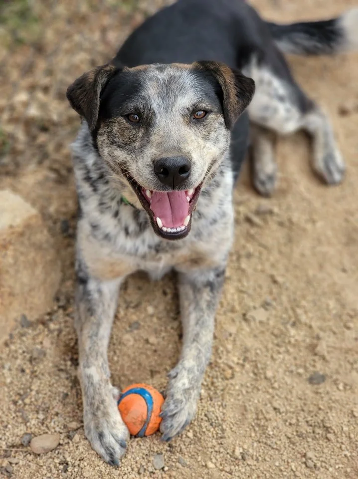 Be Their HERO — SOS Dog Rescue