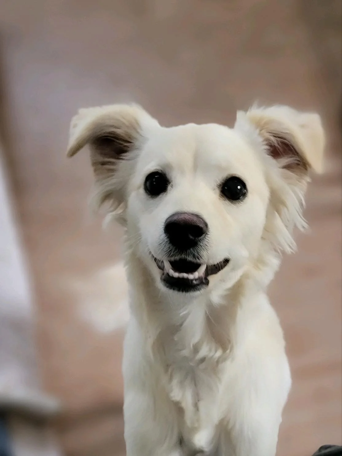 Be Their HERO — SOS Dog Rescue