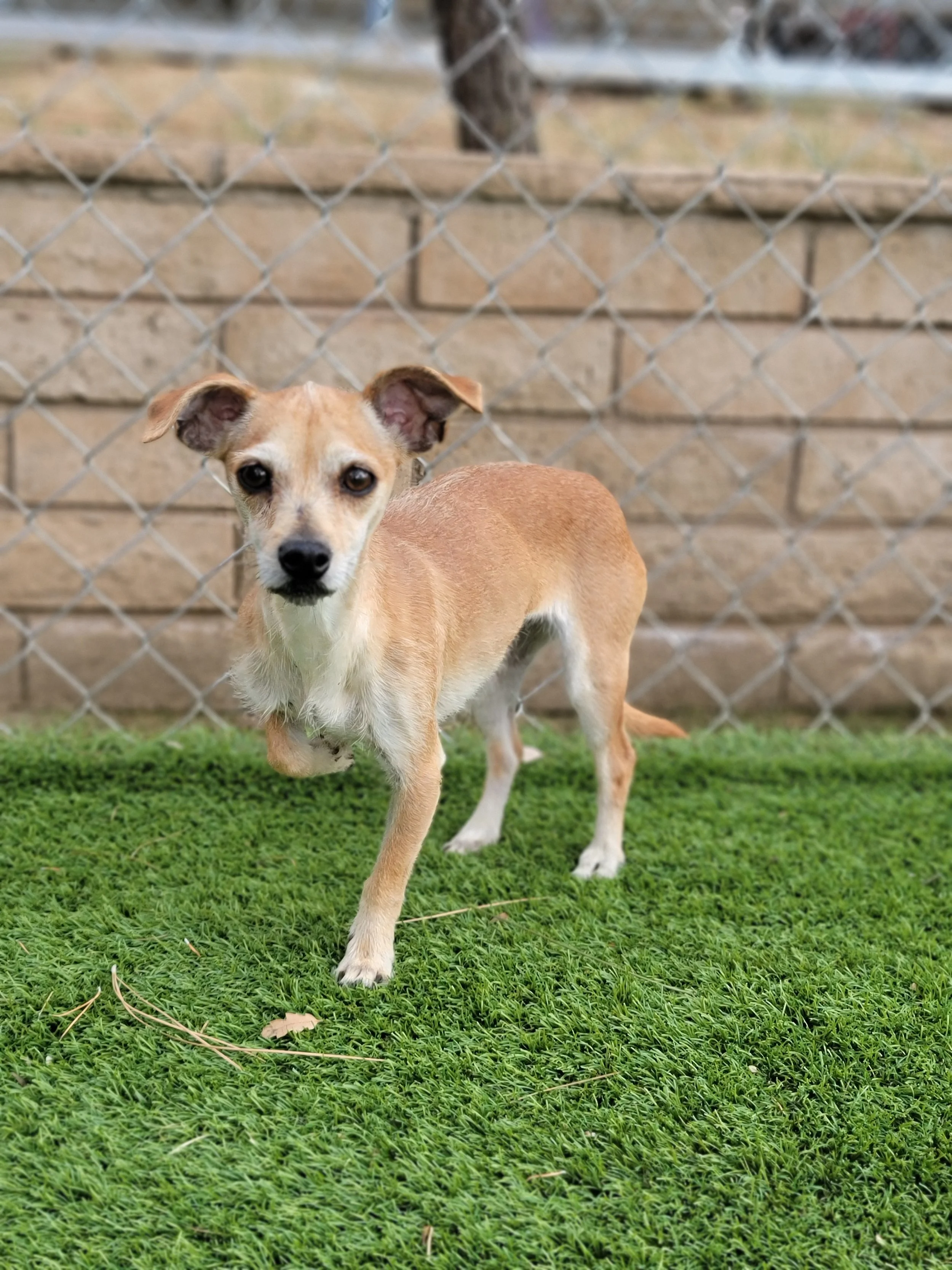 Be Their HERO — SOS Dog Rescue