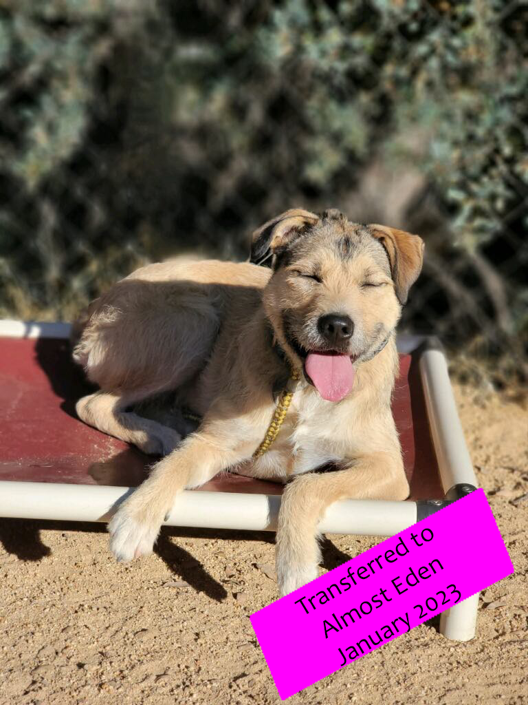 Adoptable Dogs — SOS Dog Rescue