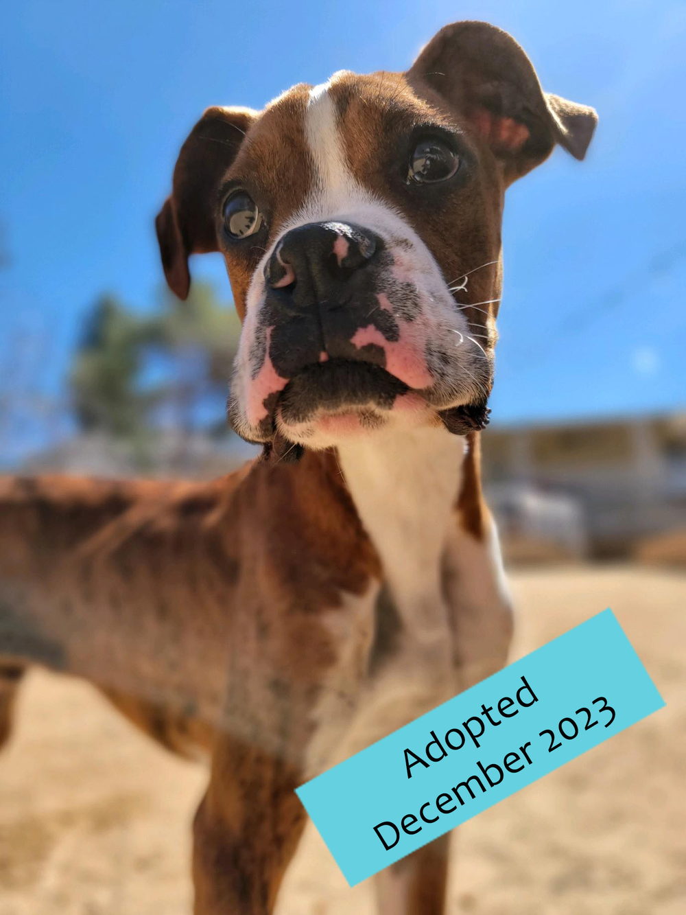 Adoptable Dogs — SOS Dog Rescue