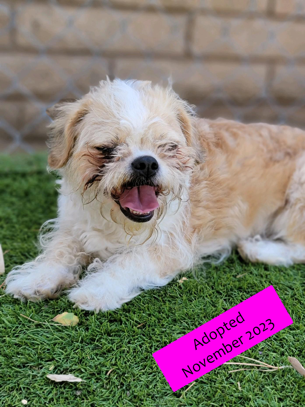 Adoptable Dogs — SOS Dog Rescue