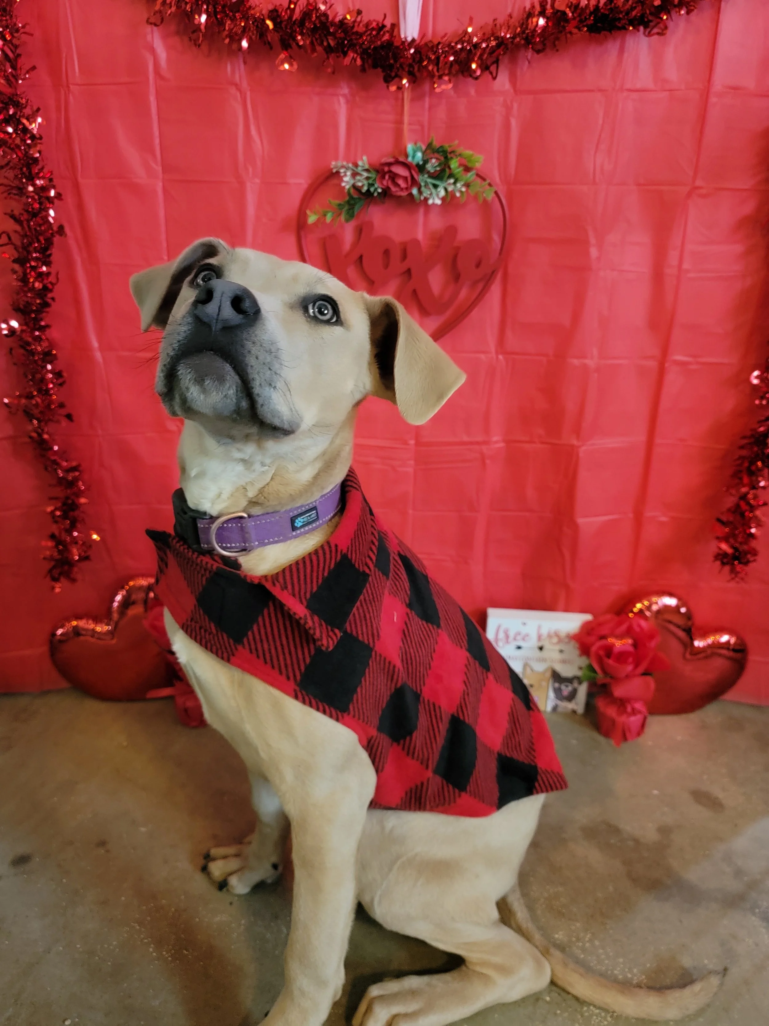 Adoptable Dogs — SOS Dog Rescue