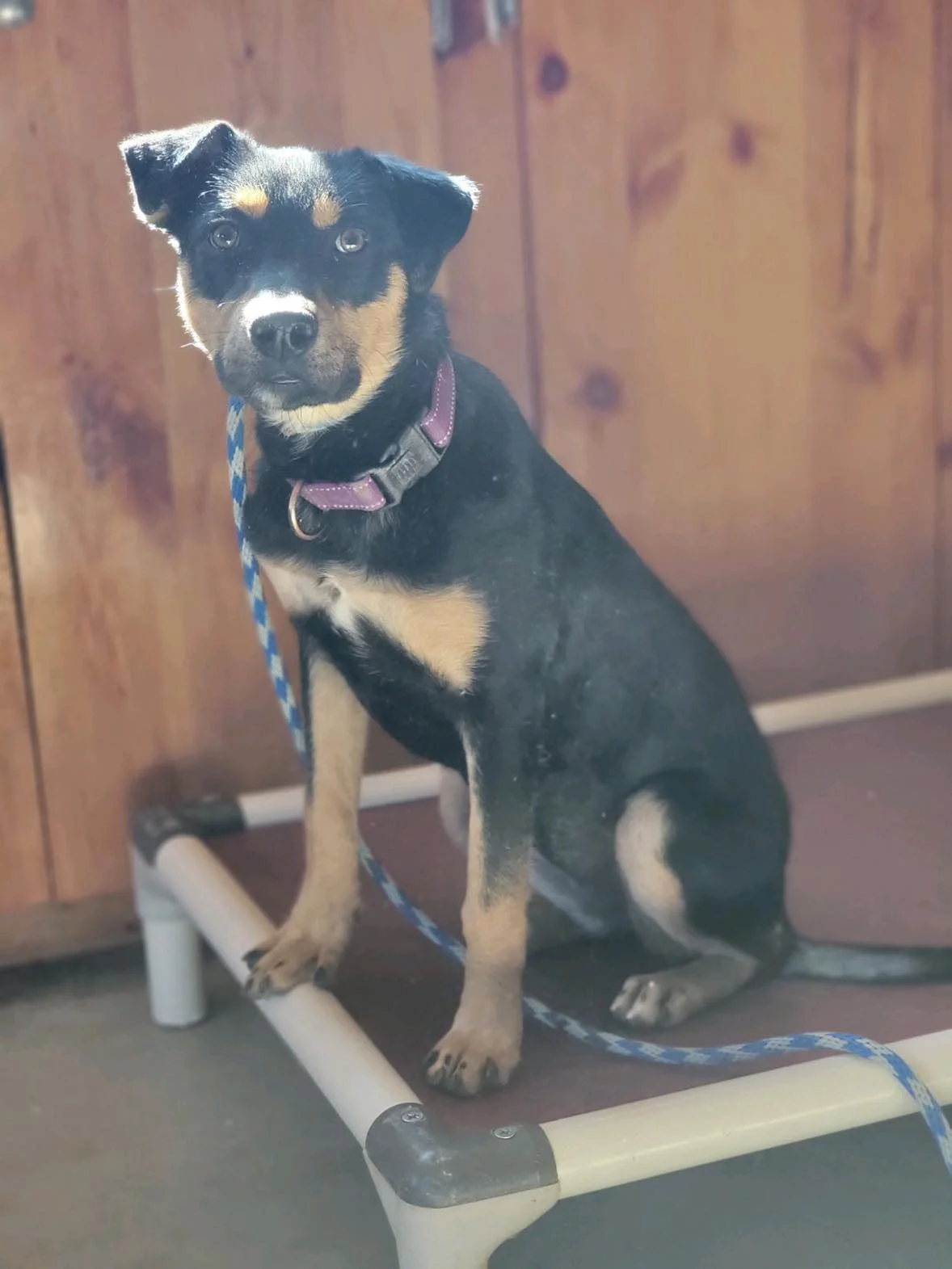 Adoptable Dogs — SOS Dog Rescue