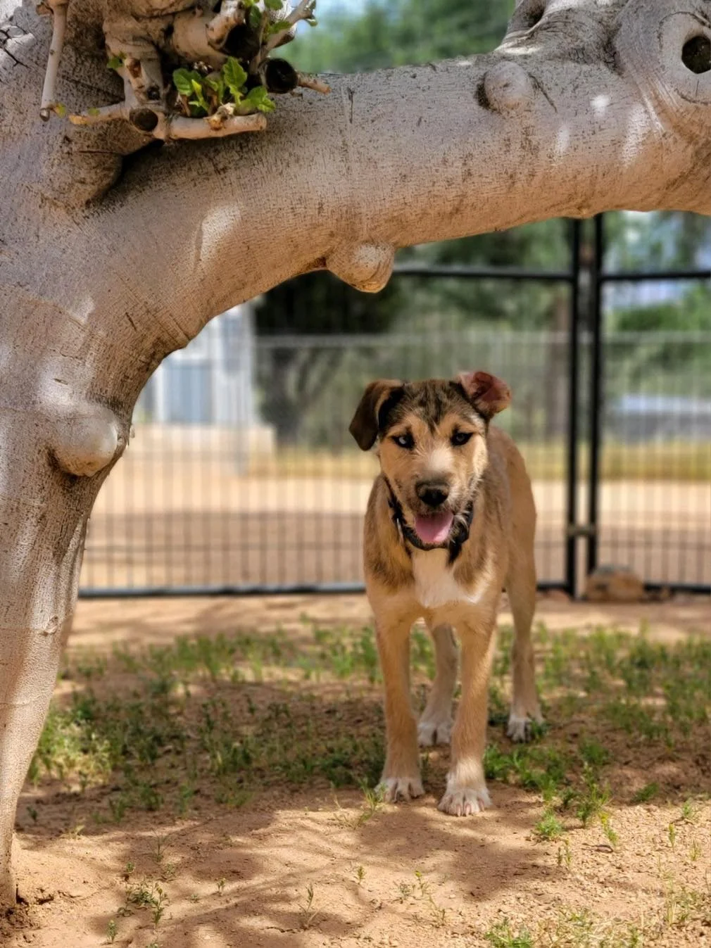 Adoptable Dogs — SOS Dog Rescue