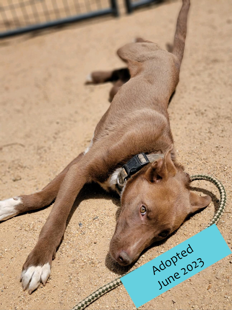 Adoptable Dogs — SOS Dog Rescue