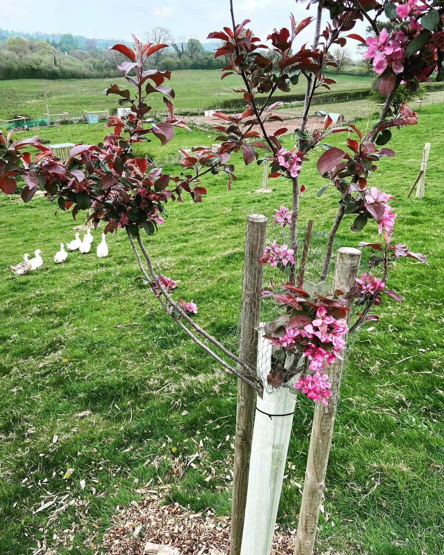 The Food Forest Project