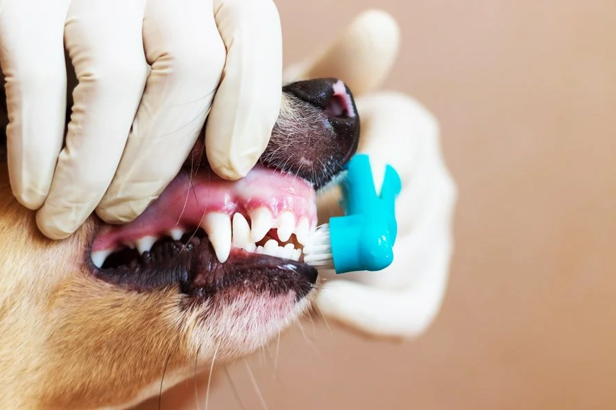 Epuliden beim Hund – wenn das Zahnfleisch wuchert — confidu