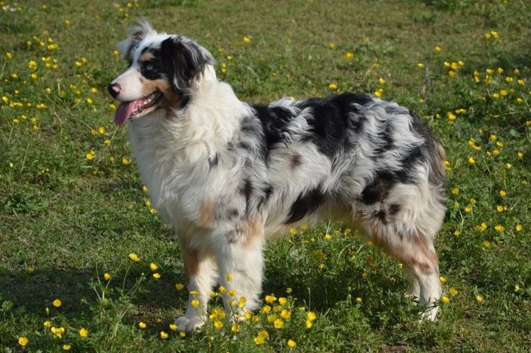 Hunderassen-Lexikon: Der Labrador Retriever — confidu