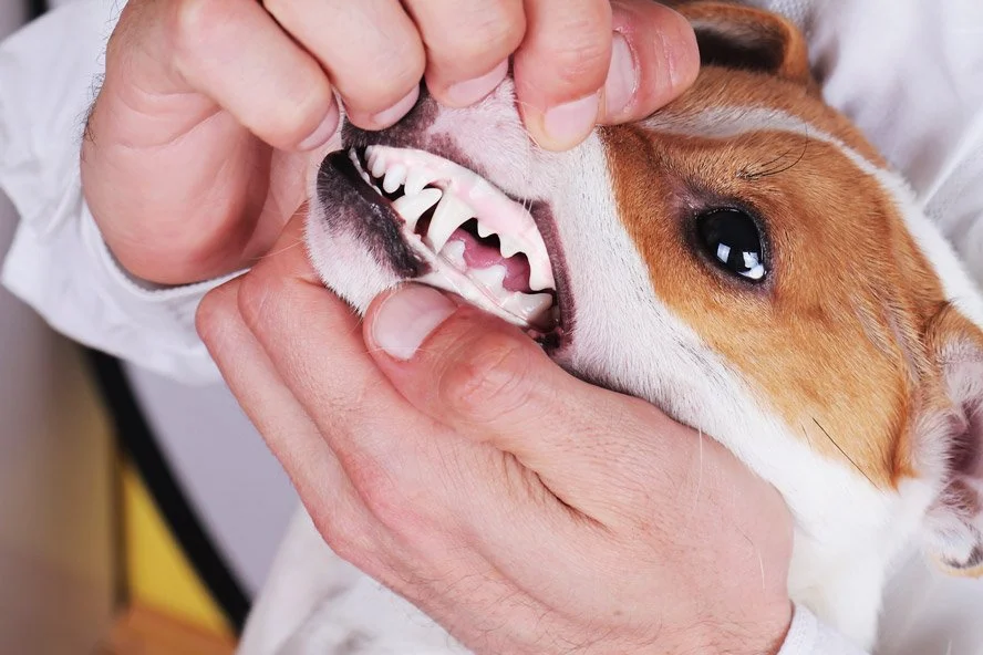 Zahnfleisch beim Hund | Was ist normal, was nicht? — confidu