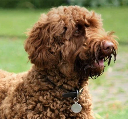 Hunderassen-Lexikon: Der Labradoodle — confidu