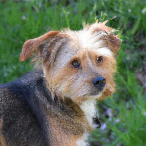 Hunderassen-Lexikon: Der Borkie — confidu