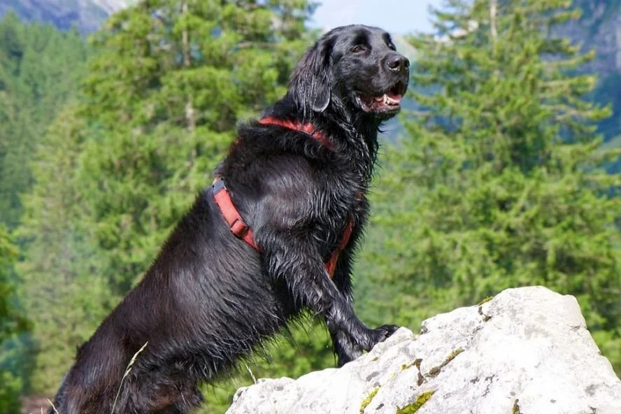 Hunderassen-Lexikon: Der Flatdoodle — confidu