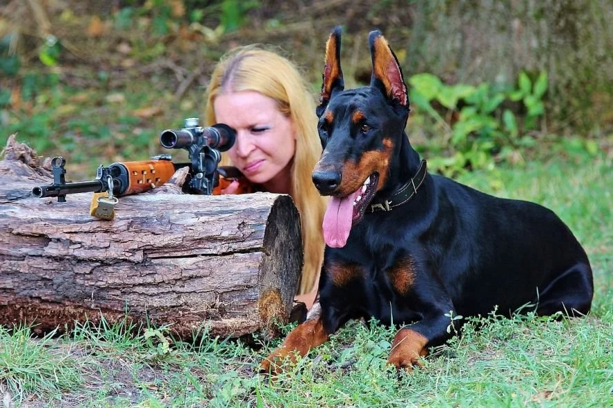 Hunderassen-Lexikon: Der Dobermann — confidu