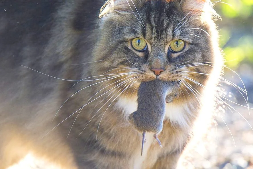 Kat kokhalst zonder over te geven | Dit is wat je moet doen! — confidu