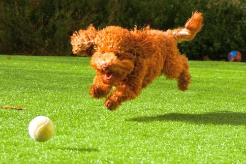 Problemhund: Verhaltensprobleme bei Hunden erkennen und lösen — confidu