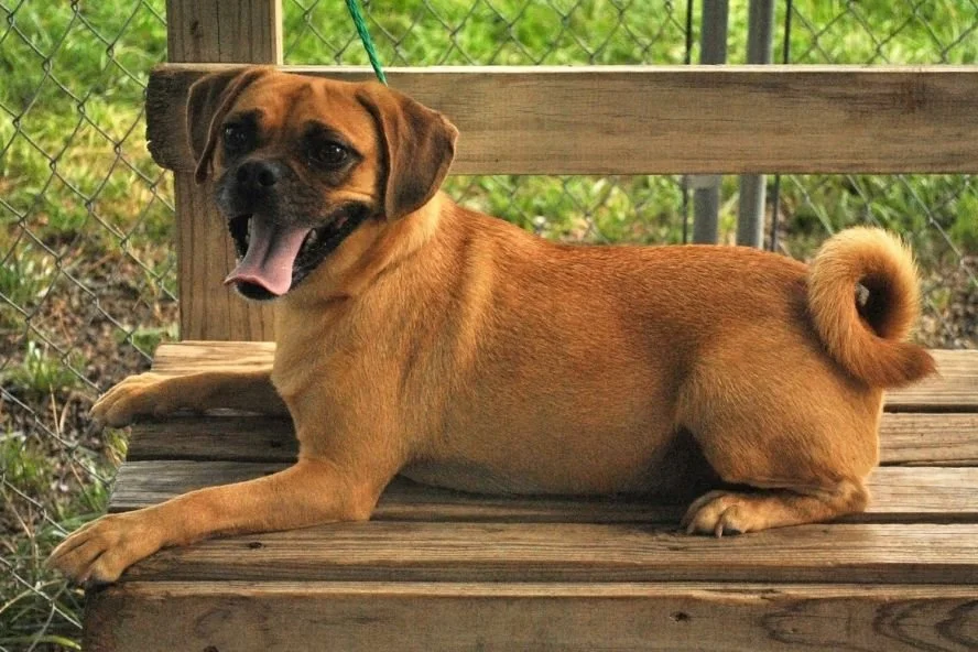 Hunderassen-Lexikon: Der Mops — confidu