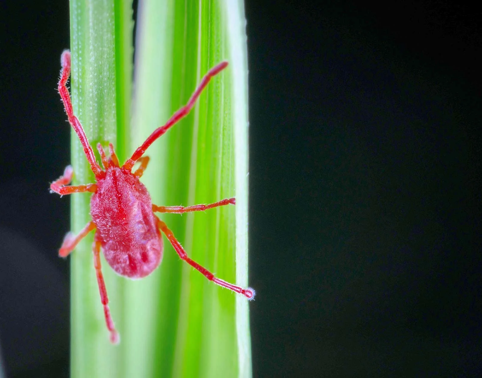 Grasmilben beim Hund vorbeugen und behandeln — confidu
