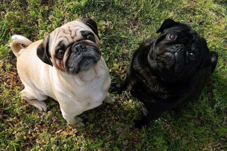 Hunderassen-Lexikon: Der Mops — confidu