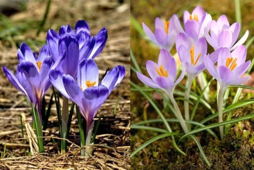 Herbstzeitlose - Giftig für Hunde und Katzen | confidu Giftlexikon ...