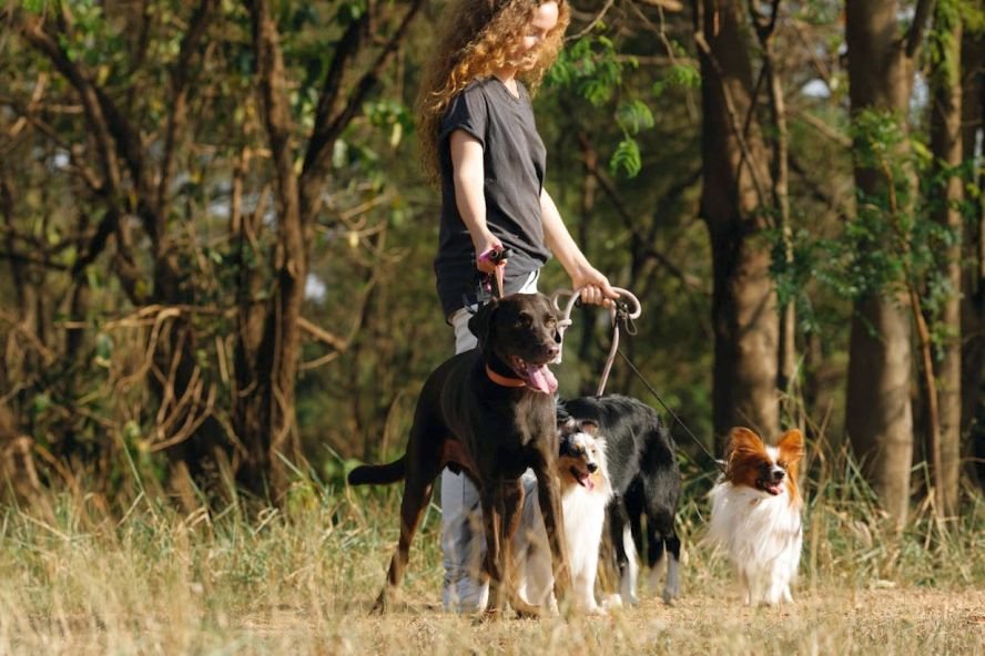 Ins Auge gegangen: Grannen beim Hund — confidu