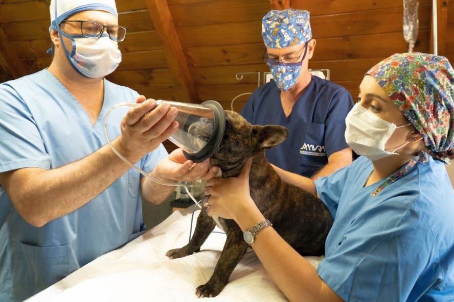Epuliden beim Hund – wenn das Zahnfleisch wuchert — confidu