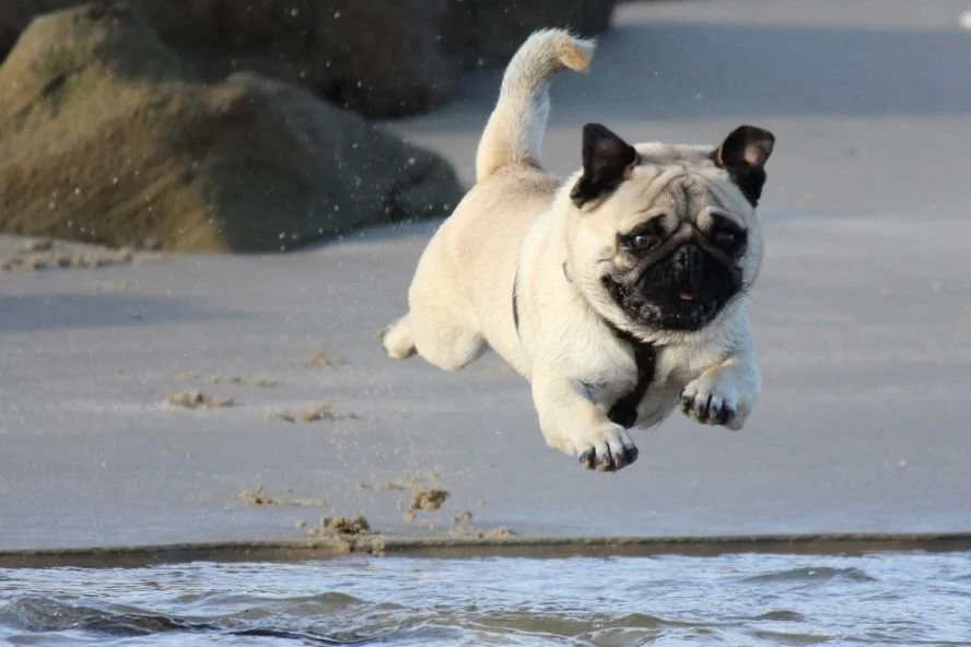 Hunderassen-Lexikon: Der Mops — confidu