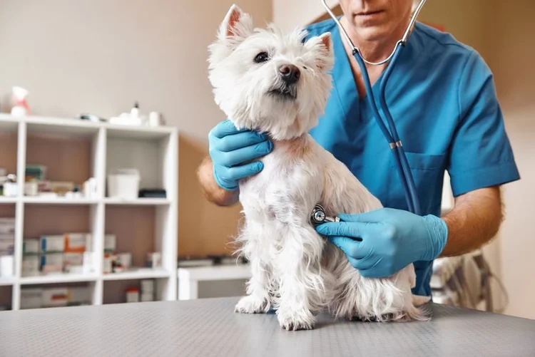 Alter Hund hechelt und ist unruhig – was steckt dahinter? — confidu