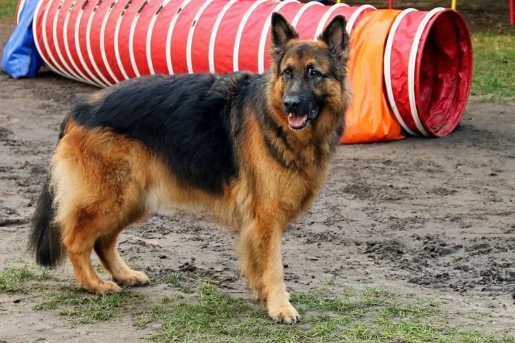 Hunderassen-Lexikon: Der Deutsche Schäferhund — confidu