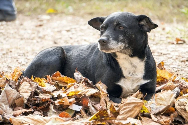 Lahmheit: Was tun, wenn der Hund humpelt? — confidu
