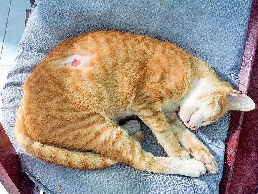 Grundlagen der Wundversorgung für Hund und Katze im Notfall — confidu