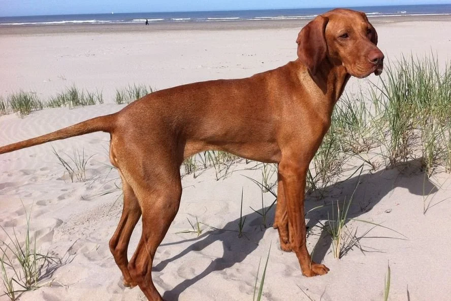 Hunderassen-Lexikon: Der Magyar Vizsla — confidu