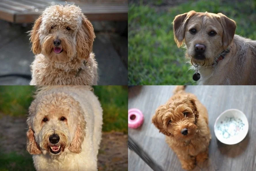 Hunderassen-Lexikon: Der Labradoodle — confidu