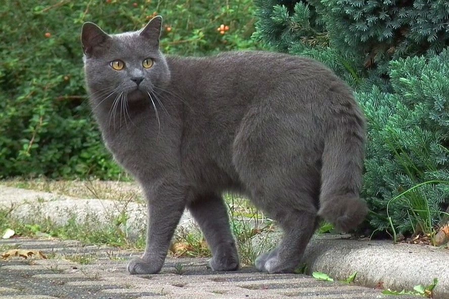 Katzenrassen-Lexikon: Die Kartäuser-Katze — confidu