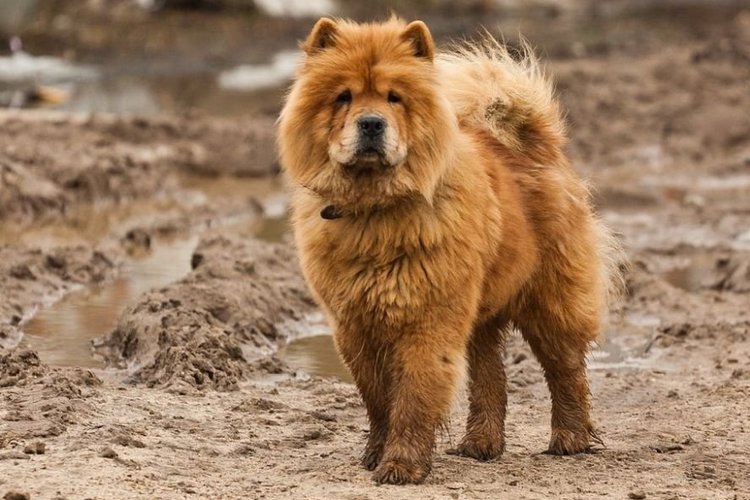 Hunderassen-Lexikon: Der Chow Chow — confidu