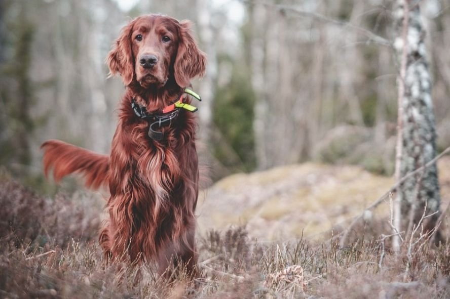 Hunderassen-Lexikon: Der Irish Setter — confidu