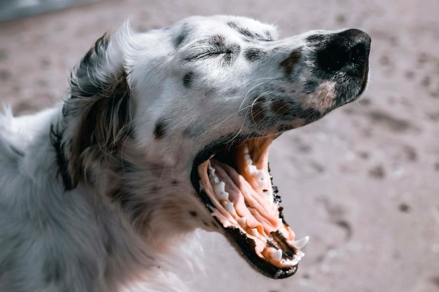 Epuliden beim Hund – wenn das Zahnfleisch wuchert — confidu
