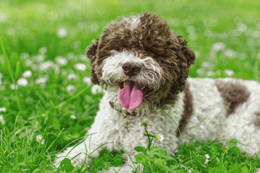 Hunderassen-Lexikon: Der Lagotto Romagnolo — confidu