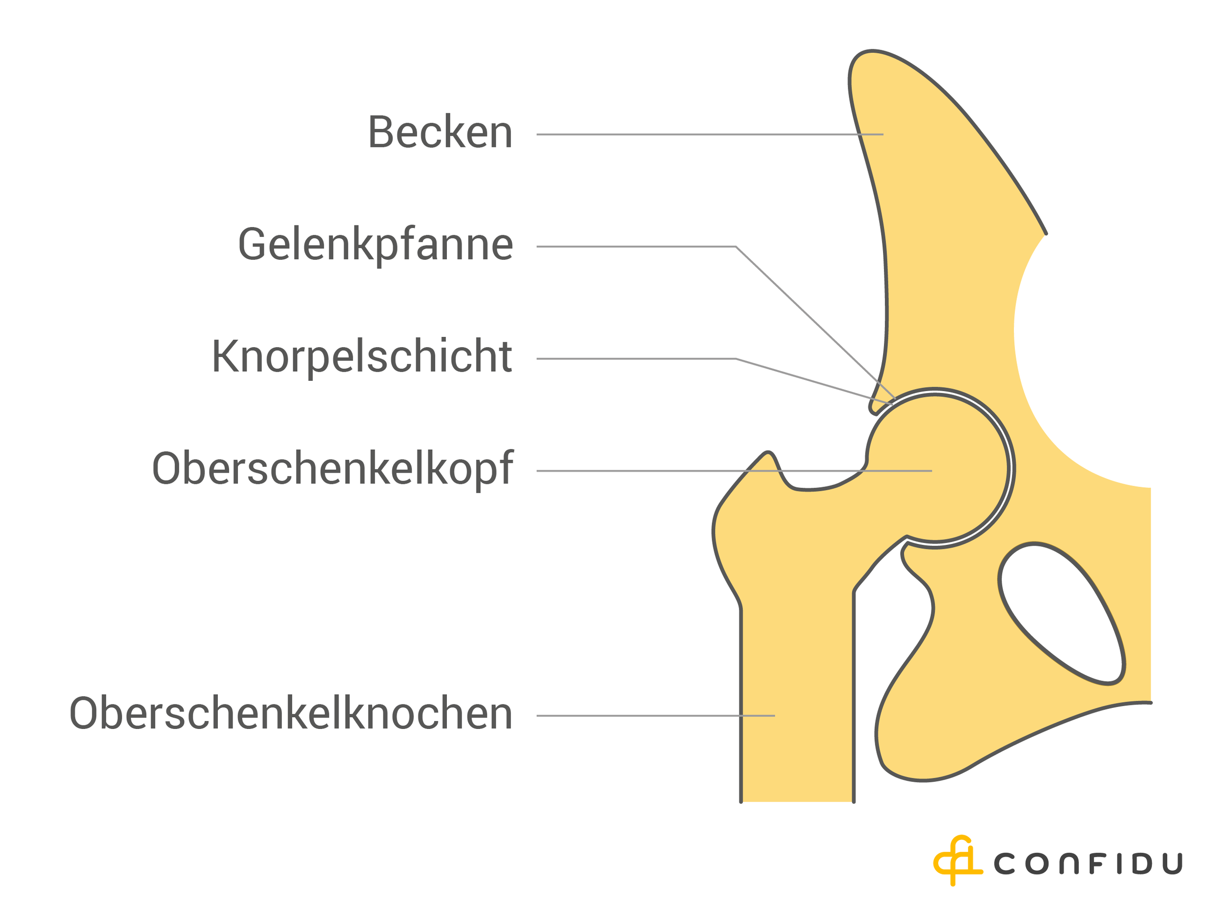 Hüftdysplasie beim Hund | Wie erkennen und was tun? — confidu