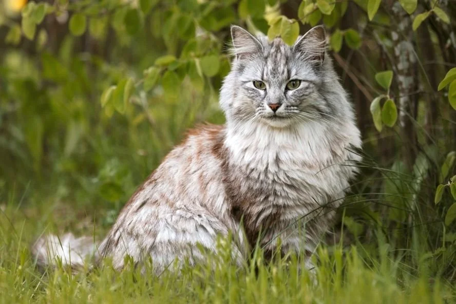 Katzenrassen-Lexikon: Die Sibirische Waldkatze — confidu