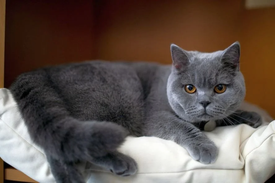Katzenrassen-Lexikon: Die Kartäuser-Katze — confidu