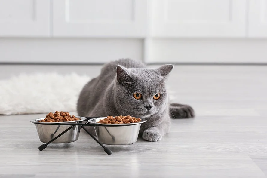 Las arcadas del gato sin vomitar | ¡Esto es lo que hay que hacer! — confidu